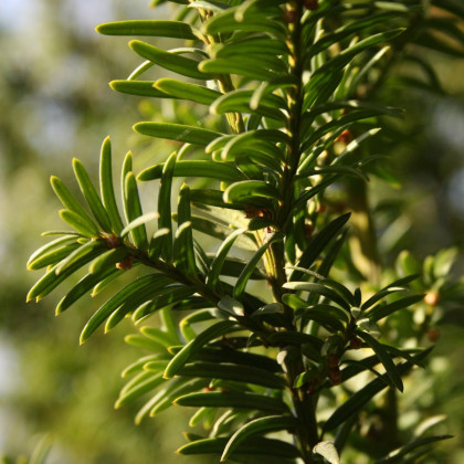 Sekvoj vždyzelená – Sequoia sempervirens – pěstování