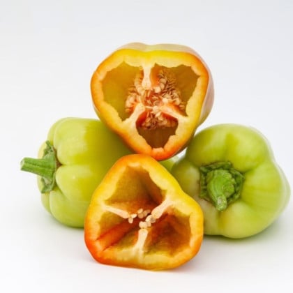 Semena papriky – paprika Amy – paprika – Capsicum annuum