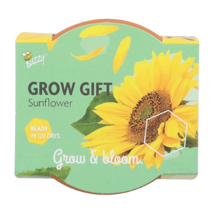 Buzzy Grow Gifts – Mini sada pro pěstování slunečnice – Pieterpik